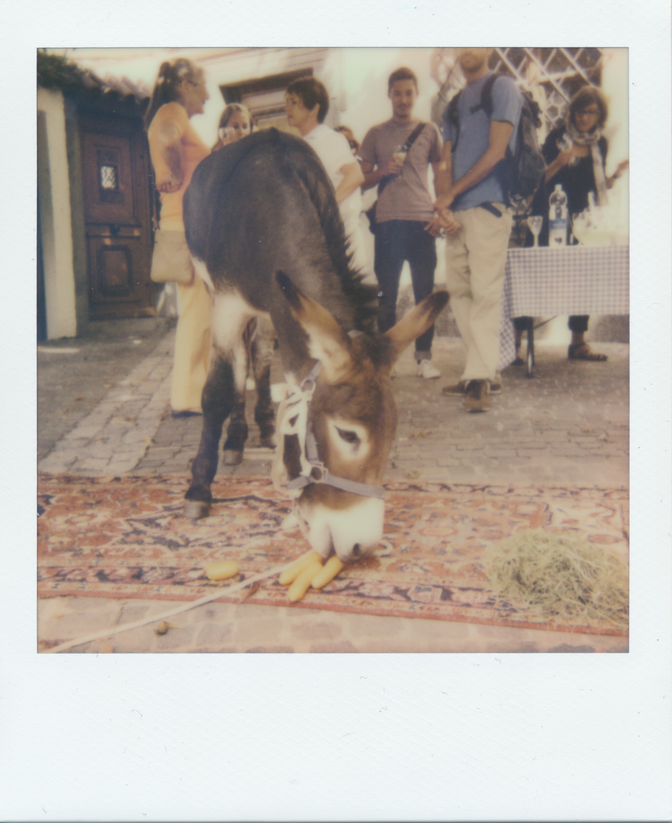Kultpavillon Der KunstBlog Instantpicture 252 Von 366 Honkey Donkey